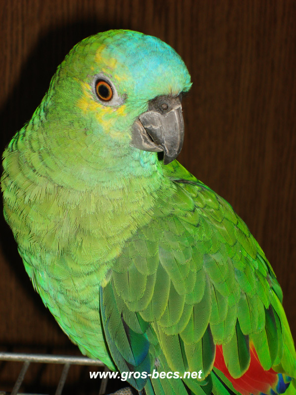 Perroquet Amazone Front Bleu Reproduction – UQJFK